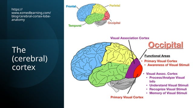 3. Organisation and Functions of Visual Cortex.pptx