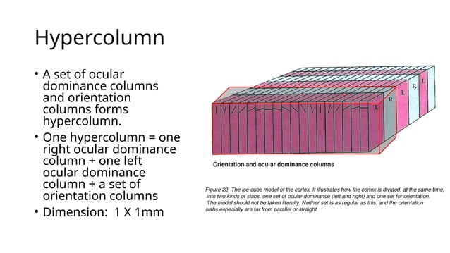3. Organisation and Functions of Visual Cortex.pptx