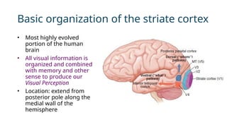 3. Organisation and Functions of Visual Cortex.pptx