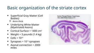 3. Organisation and Functions of Visual Cortex.pptx
