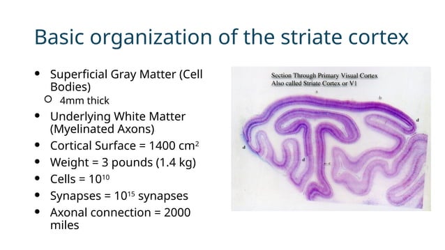 3. Organisation and Functions of Visual Cortex.pptx