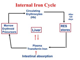 3.-Anemia-IDA.ppt iron deficiency essentials | PPT