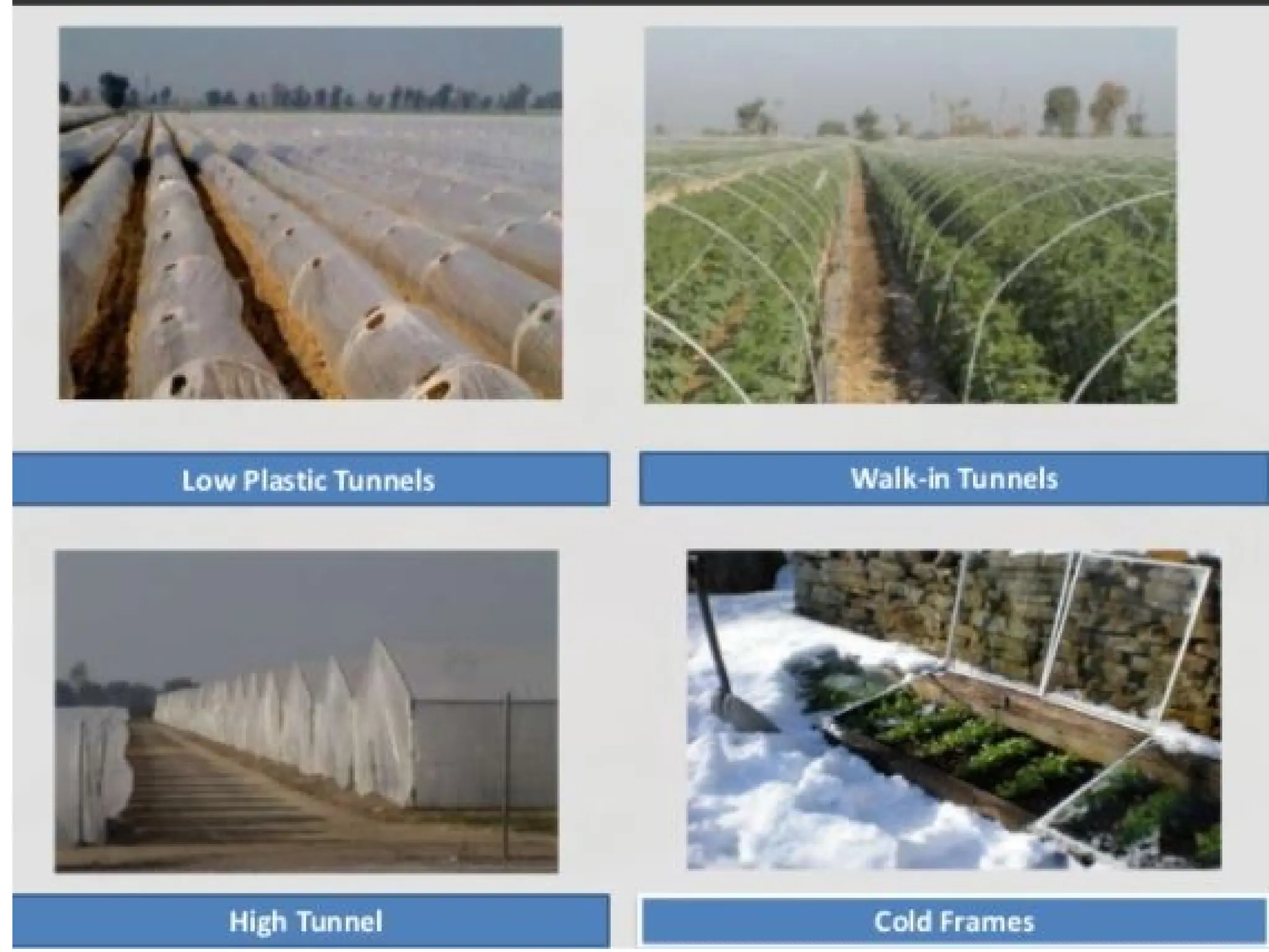 3. Off-season and protected cultivation of vegetable crops.pptx