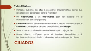 3. Protozoos parásitos de la materia de qumica farmaceutica | PDF