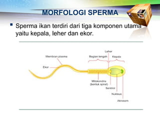 3. Karakteristik Sperma dan pembentukan sperma 4Okt 2023.ppt