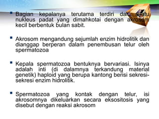 3. Karakteristik Sperma dan pembentukan sperma 4Okt 2023.ppt