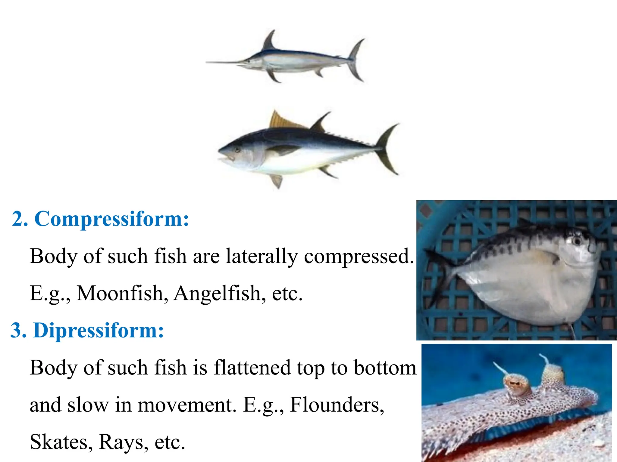 3. Anatomy of fish - Morphology features.pdf