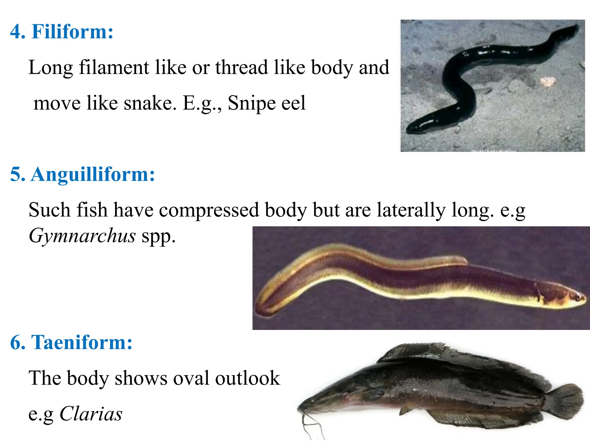 3. Anatomy of fish - Morphology features.pdf