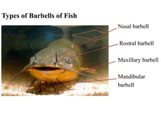 3. Anatomy of fish - Morphology features.pdf
