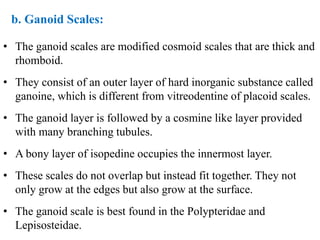 3. Anatomy of fish - Morphology features.pdf