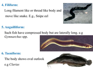 3. Anatomy of fish - Morphology features.pdf