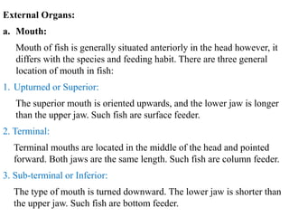 3. Anatomy of fish - Morphology features.pdf
