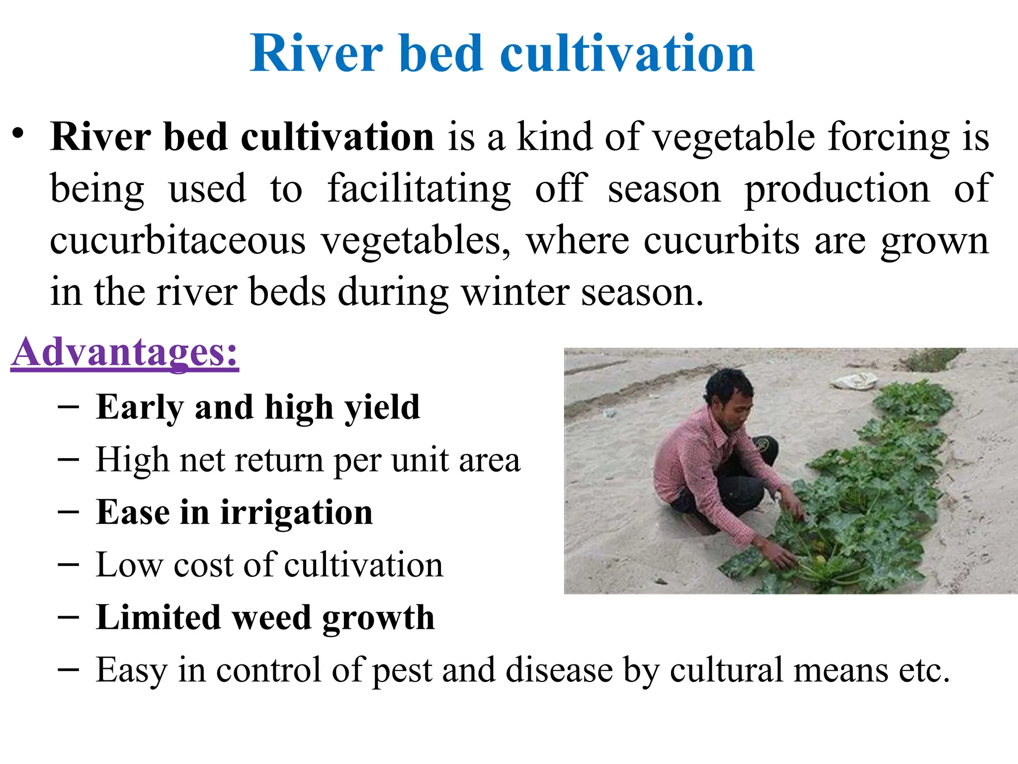 3. Water melon, Musk melon and Pointed gourd.pptx