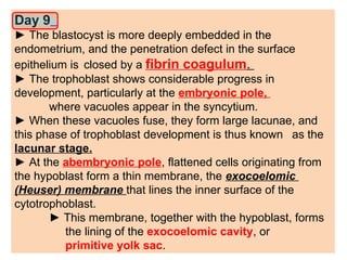 3. WEEK -2 of fetal development. pptx | PPTX