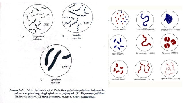 Pengertian Bakteri, macam² bakteri, ciri² bakteri | PDF