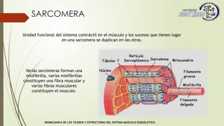 3. BIOMECANICA DEL MUSCULO ESTRIADO.pptx