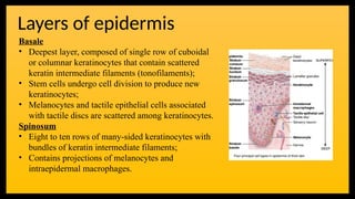 3.Integumentry system...............pptx