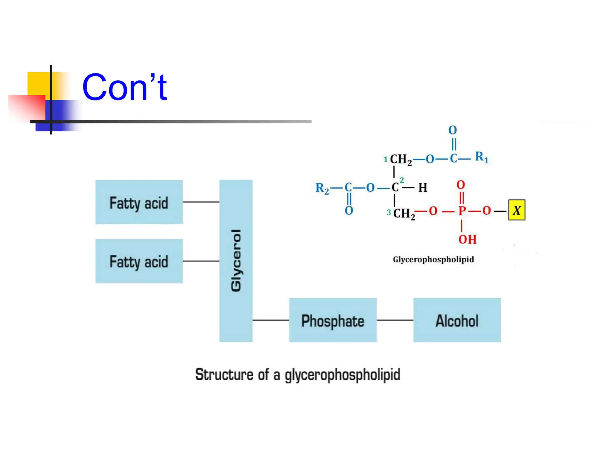 3. Lipids classification and their functions.pdf