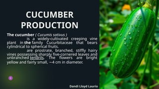 3. Cucumber-Production for horticulture.pptx