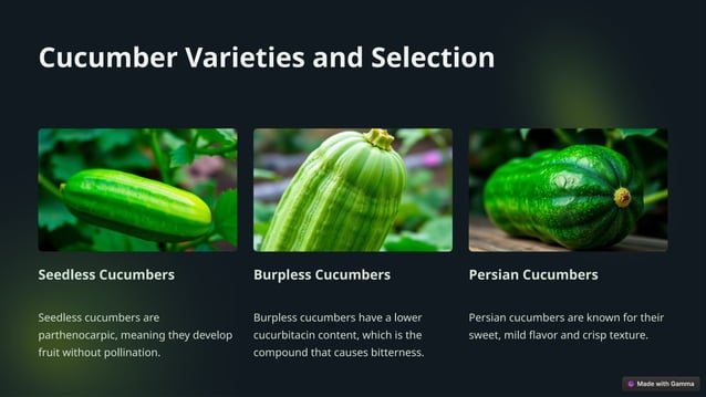 3. Cucumber-Production for horticulture.pptx
