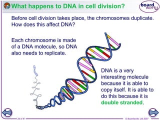 3. Cell Division v1.0.ppt boardworks powerpoint | PPT