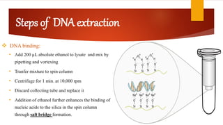 DNA extraction, detection of genetic variations | PDF