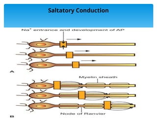 Properties Of Nerve Fibers Human nervous system physiology | PPTX