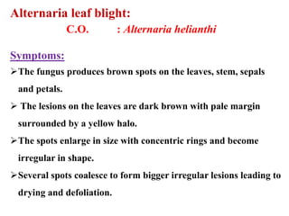 Sunflower Diseases: Sclerotinia stem rot, Alternaria leaf blight | PDF