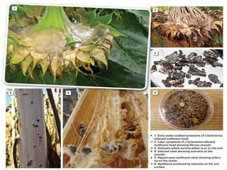 Sunflower Diseases: Sclerotinia stem rot, Alternaria leaf blight | PDF