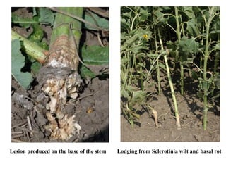 Sunflower Diseases: Sclerotinia stem rot, Alternaria leaf blight | PDF