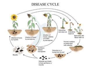 Sunflower Diseases: Sclerotinia stem rot, Alternaria leaf blight | PDF