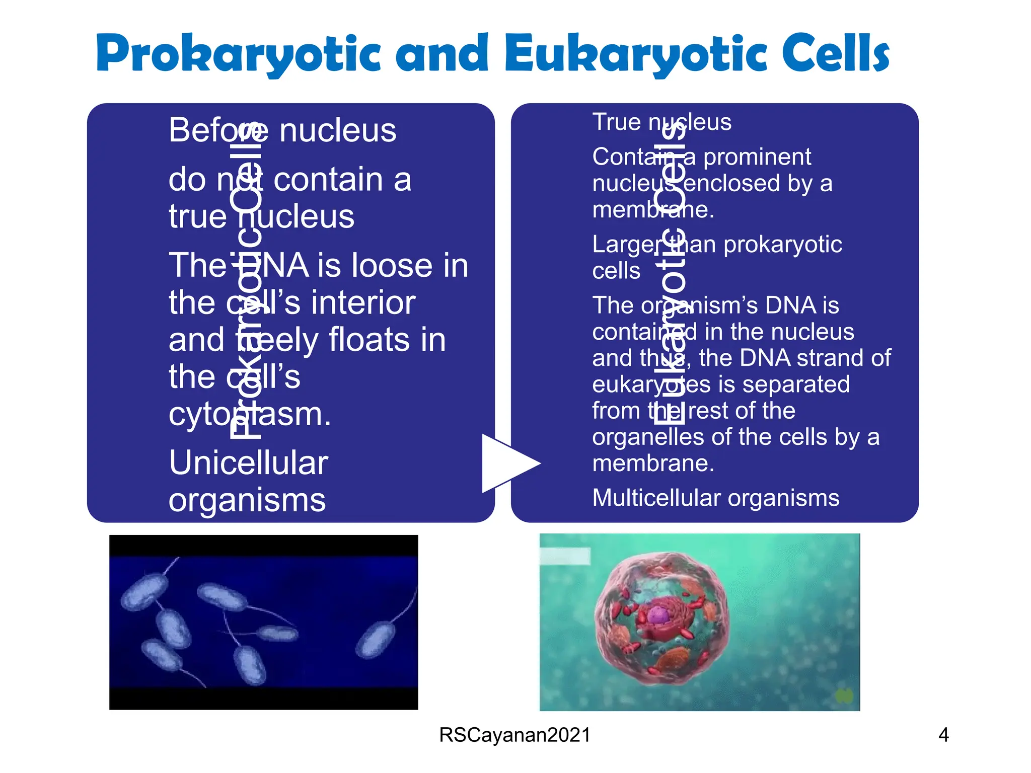 Non Examples Of Eukaryotic Cells