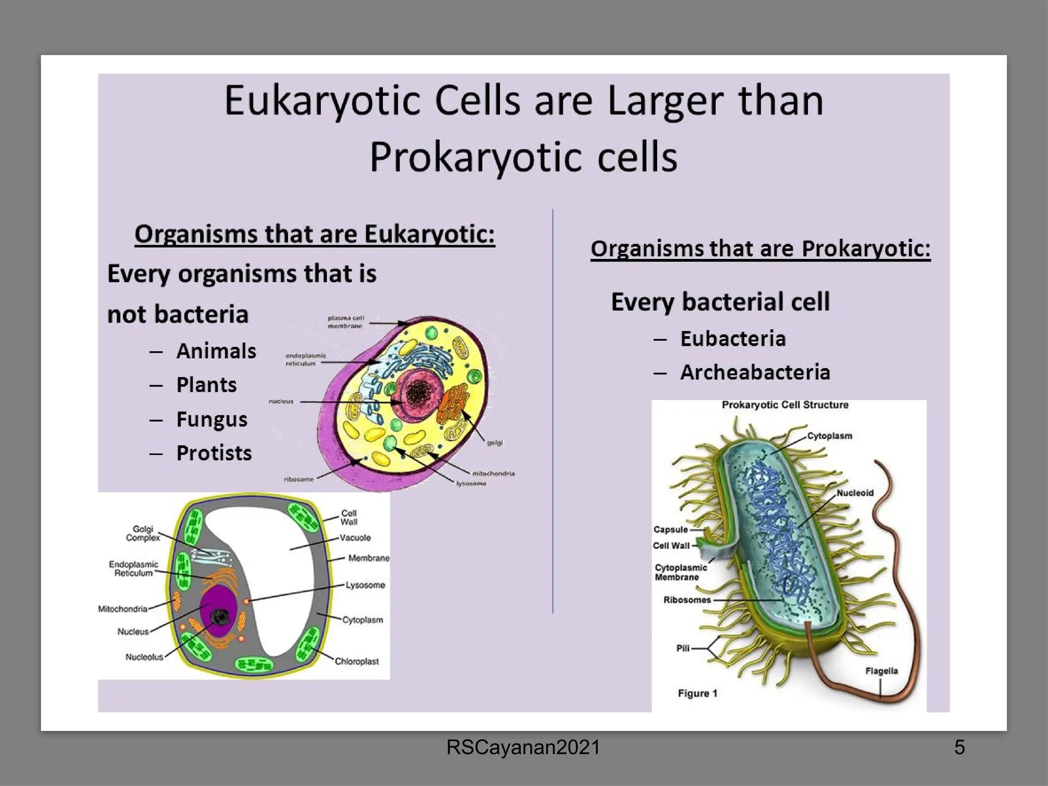 3. Prokaryotic vs. Eukaryotic Cells.pptx