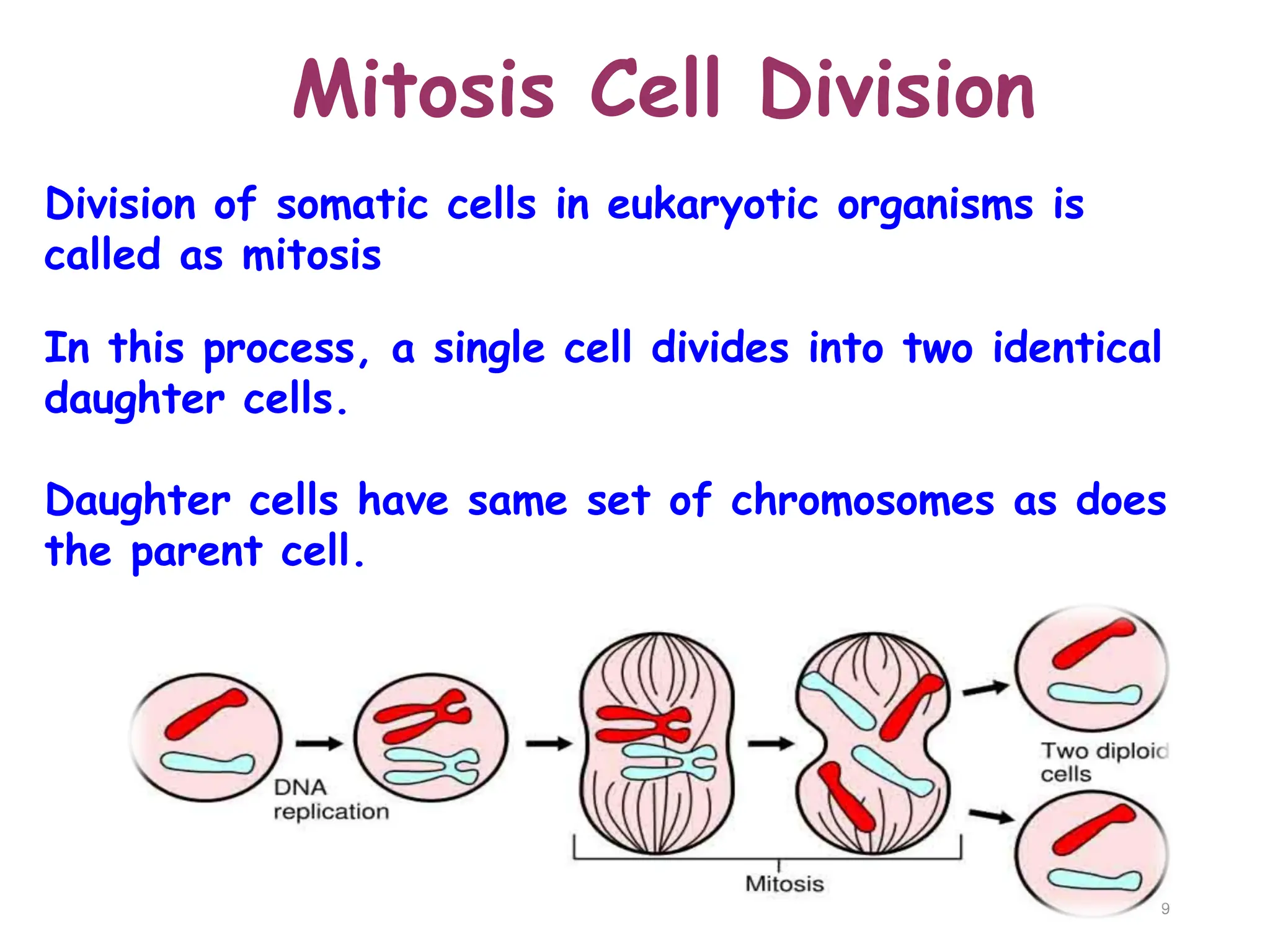 3. Cell Division_Mitosis-Meiosis and all stages.pptx