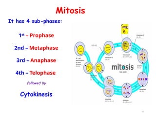 3. Cell Division_Mitosis-Meiosis and all stages.pptx