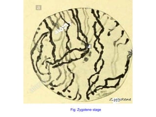 3. Cell Division_Mitosis-Meiosis and all stages.pptx