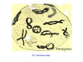 3. Cell Division_Mitosis-Meiosis and all stages.pptx