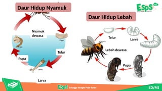 3. PPT IPAS Siklus Makhluk Hidup kelas 3.pptx