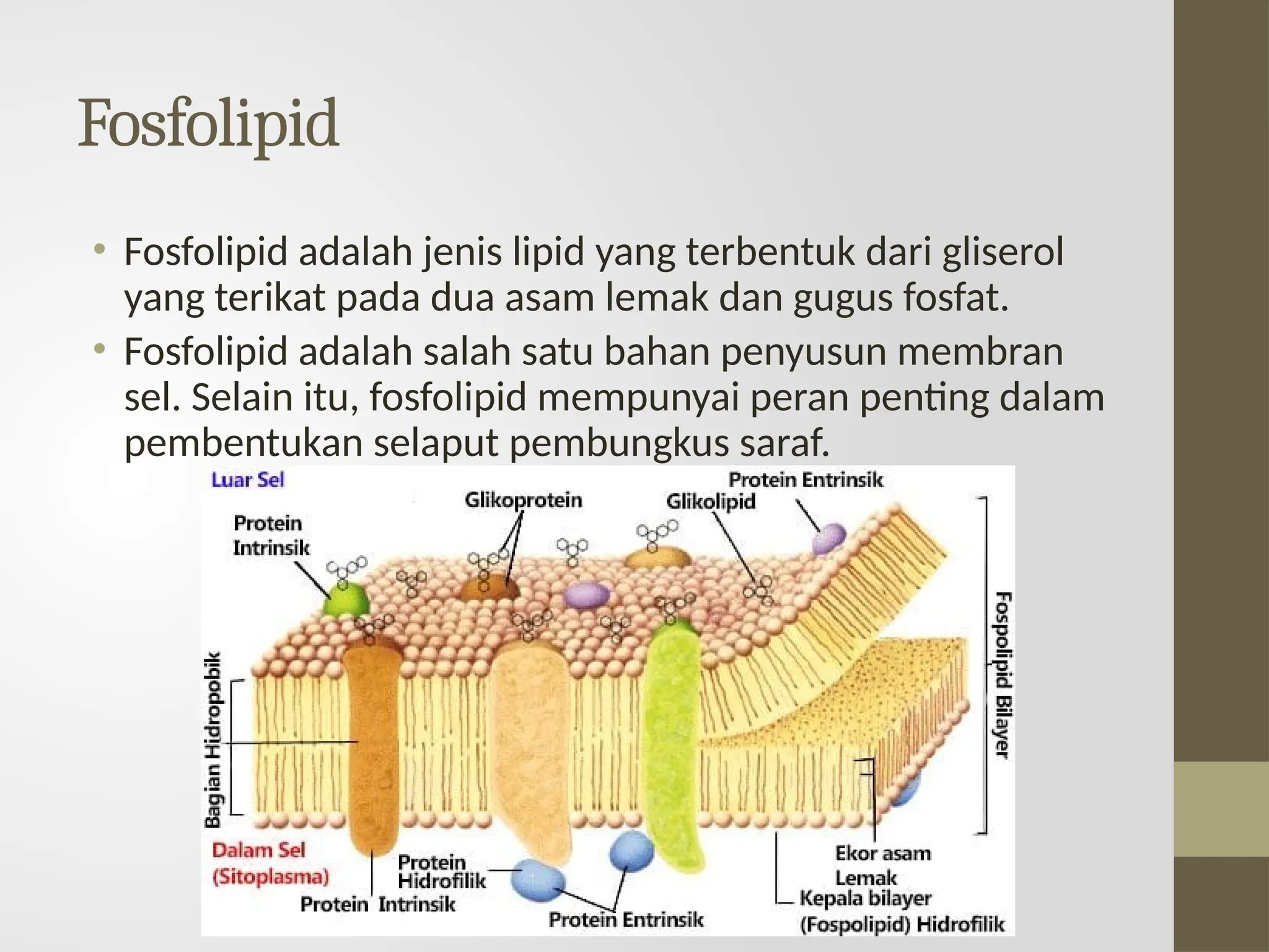 Biokimia Biosintesis biomolkeul Lipid.pptx