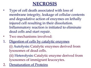 3. necrosis.pptxnecrosis .necrosistype of pathology | PPTX