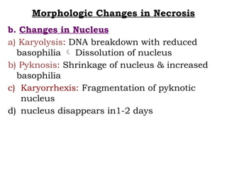 3. necrosis.pptxnecrosis .necrosistype of pathology | PPTX