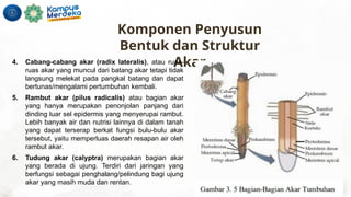 Anatomi akar, akar tanaman, akar dikotil, akar monokotil | PPTX