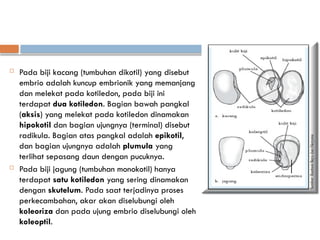 3. Materi Fisiologi Pohon_Proses Pertumbuhan.pptx