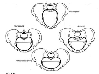Anatomy of female pelvis and fetal skull.GYN OBS.pptx