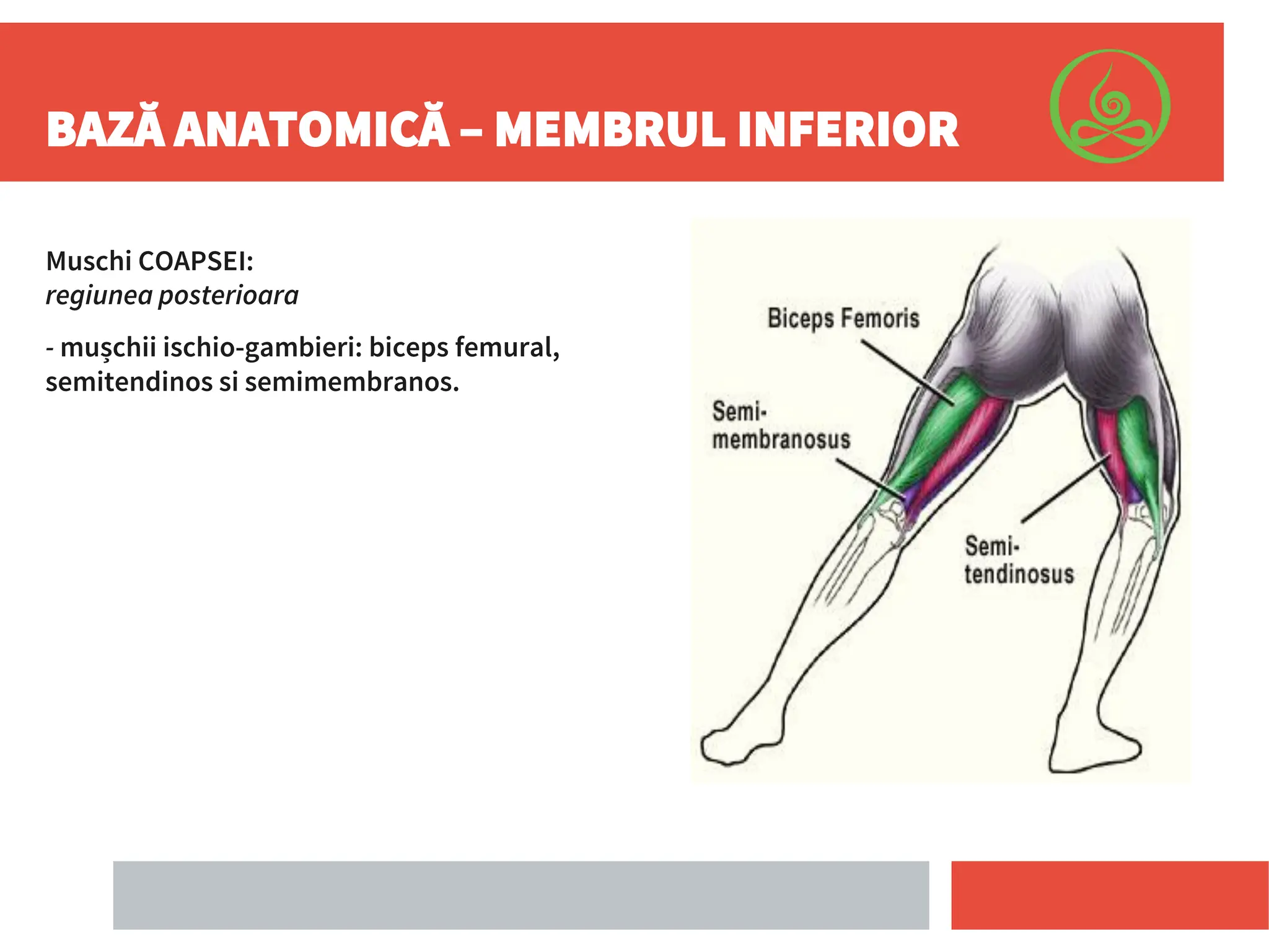 3. Masajul membrelor.pdf in detaliu pentru cursanti | PDF