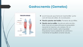 3. Aspectos anatómicos de los músculos del cuerpo humano | PPTX