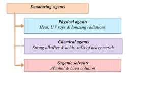 classification & denaturation and structural -functional relationship ...