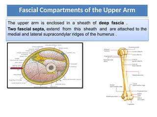 3.The upper arm (1)compartments of the upper arm.pptx