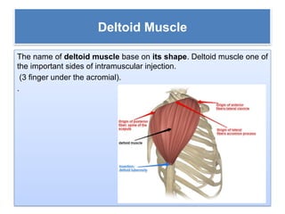 3.The upper arm (1)compartments of the upper arm.pptx