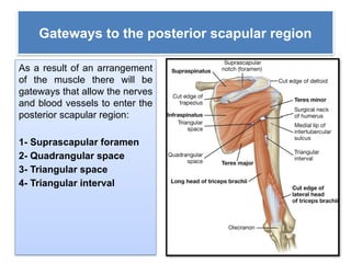 3.The upper arm (1)compartments of the upper arm.pptx